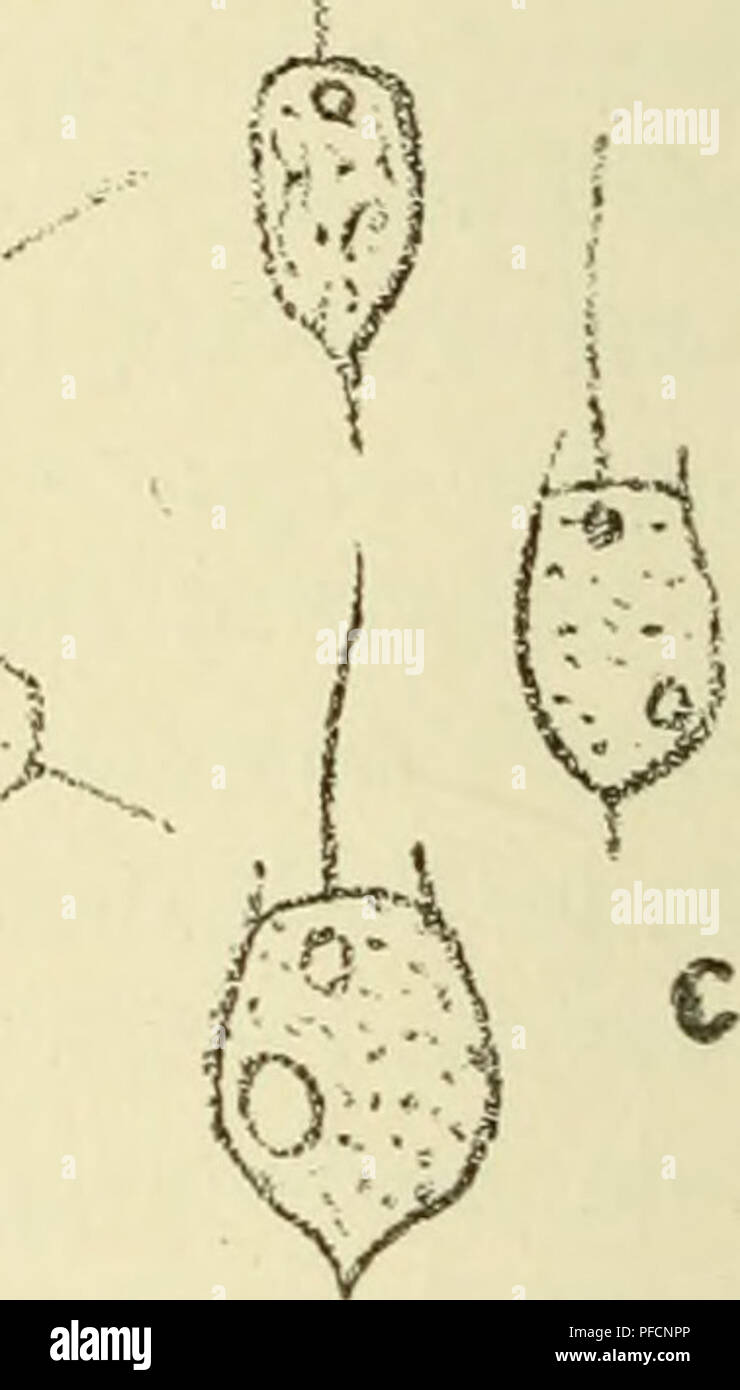 A study of the organism Craspedomonads, with specific mention of ...