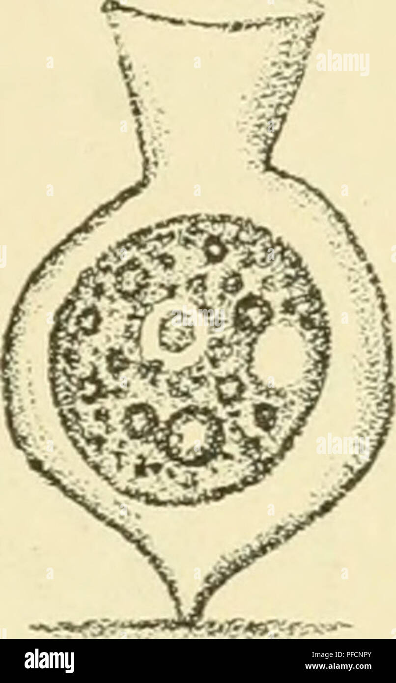 Arra t hi-res stock photography and images - Alamy