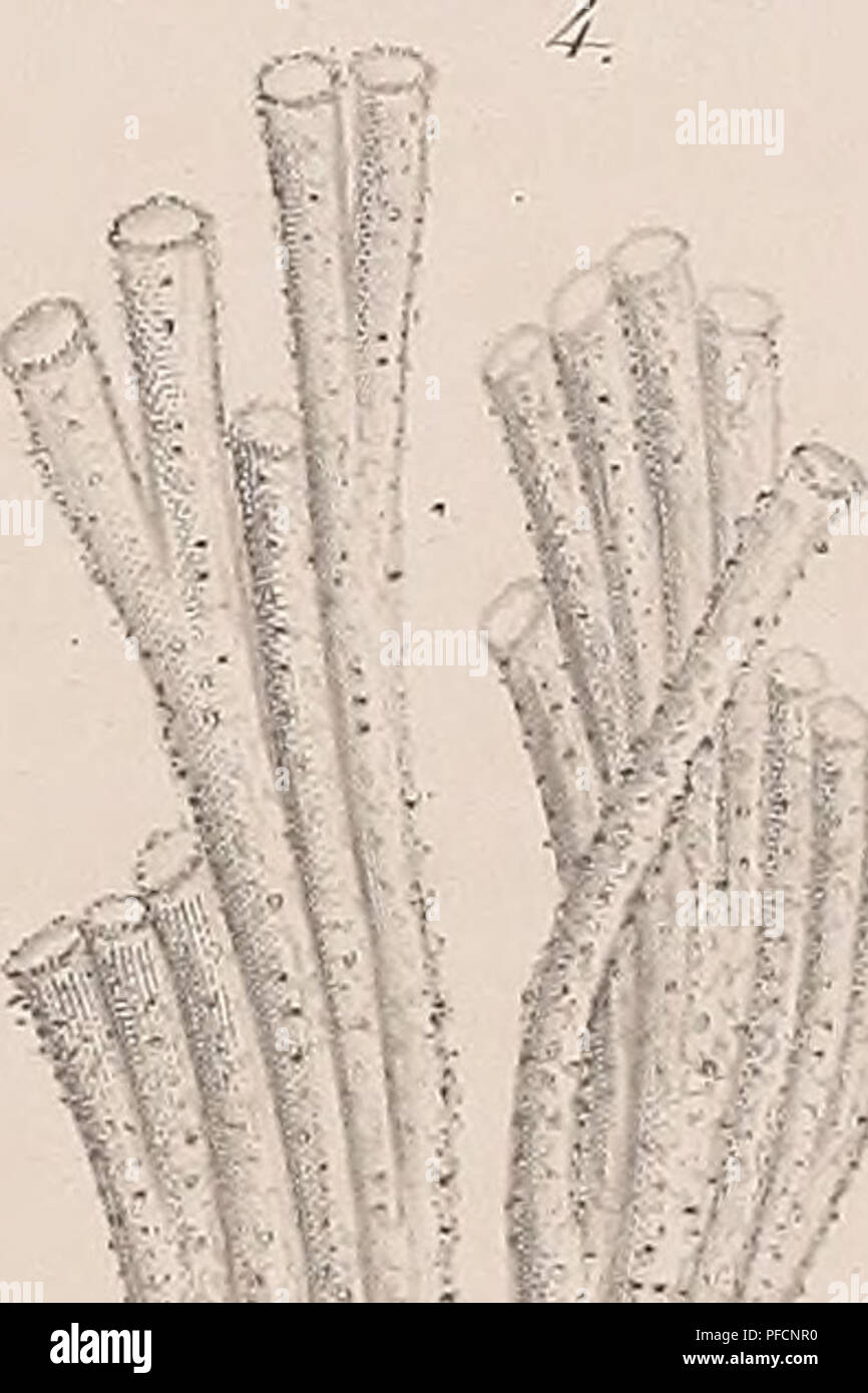 A comprehensive study of the morphology and biology of Infusoria ...