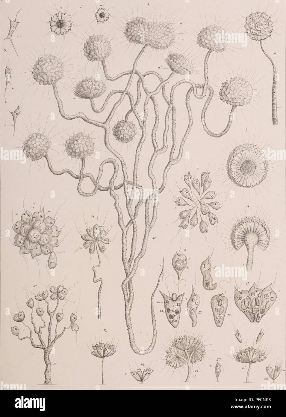 This study by Friedrich von Stein examines the anatomy and physiology ...