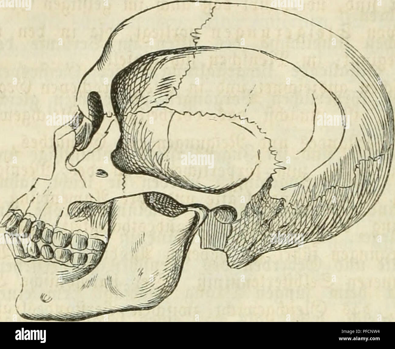 This work on human evolution explores the development of human traits ...