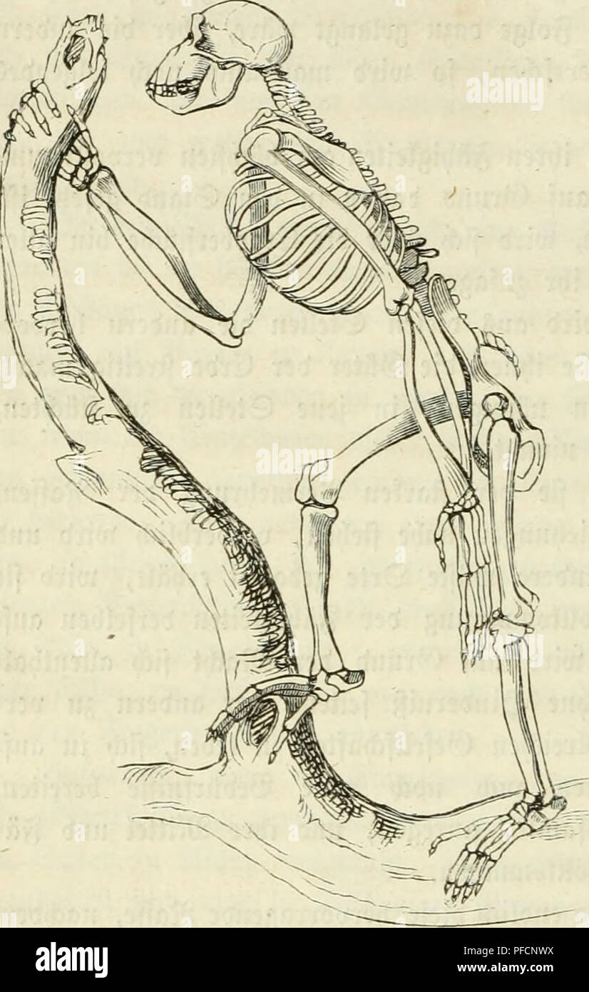 This image highlights the discussion of human evolution and taxonomy ...