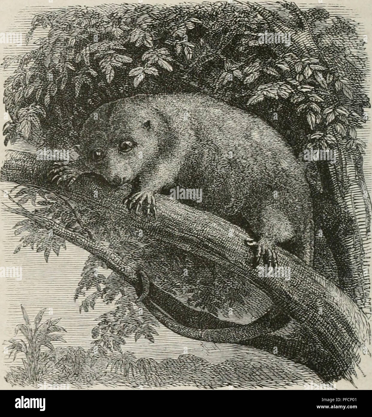 This travelogue and natural history work discusses the Malay ...