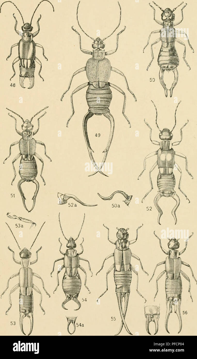 This illustration features the order Dermaptera, commonly known as ...