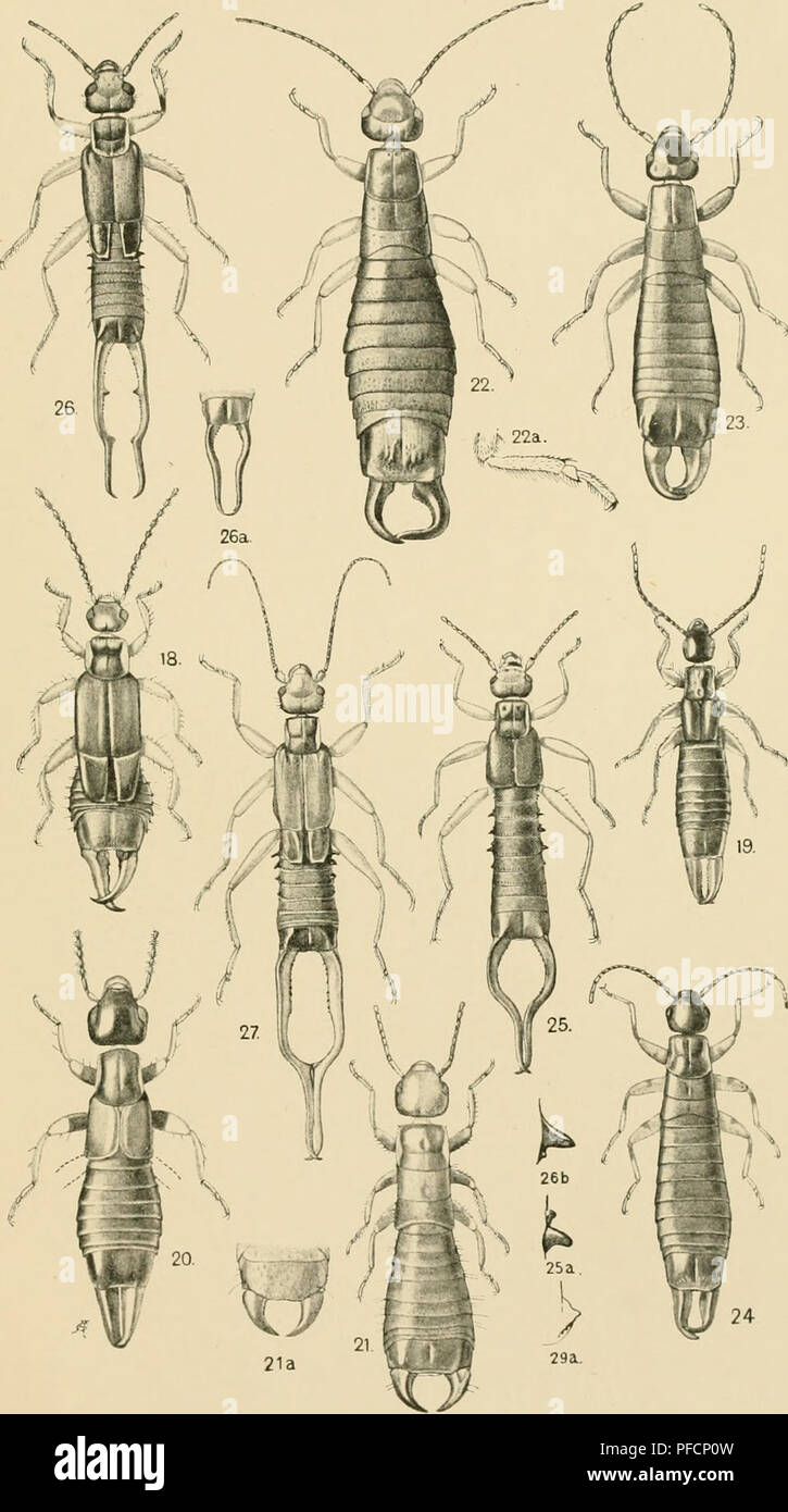 . Dermaptera (Earwigs). Forficulidae. PLATE III. E. AVilson, Cambridge ...