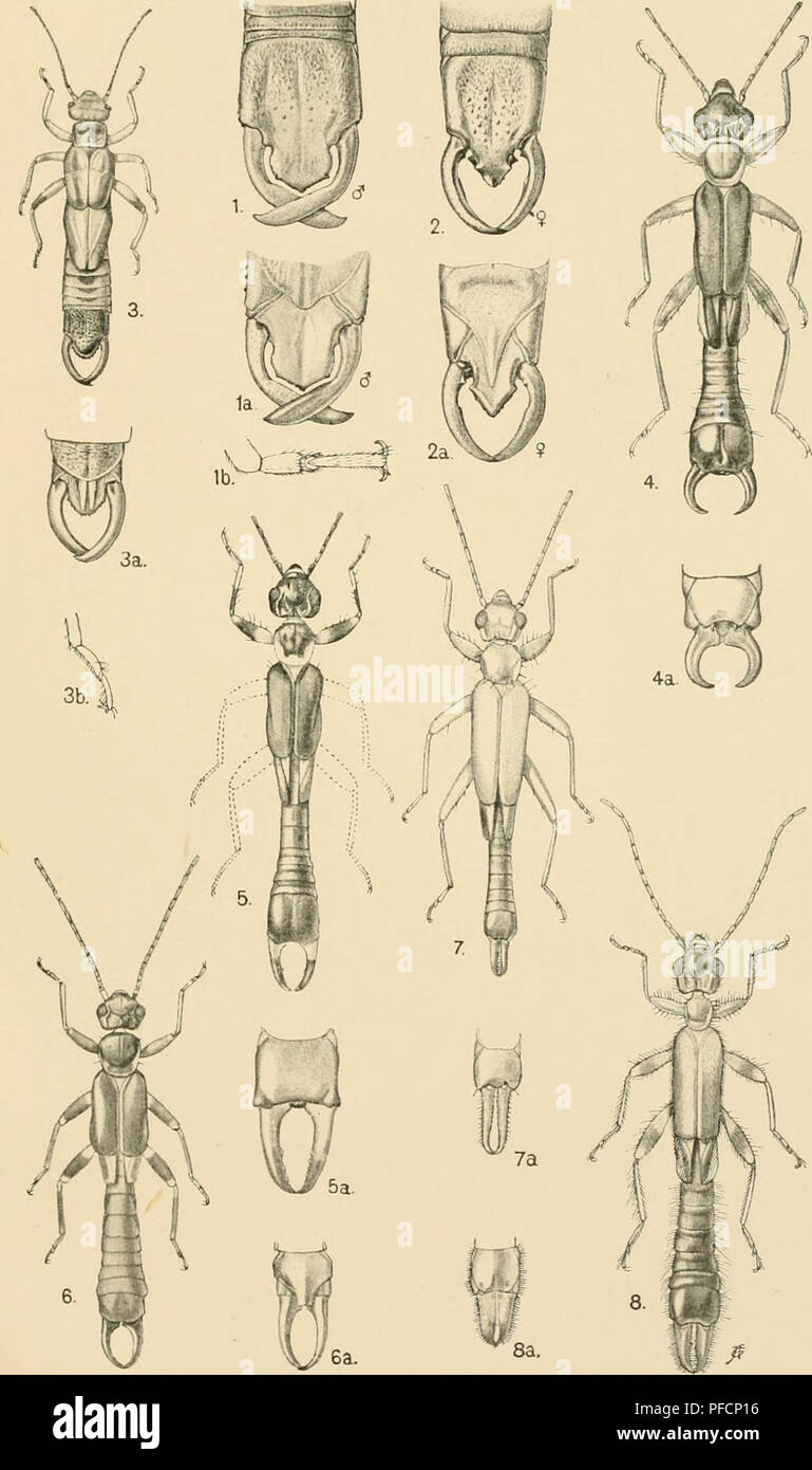 This illustration from *Dermaptera* by E. Wilson shows various species ...