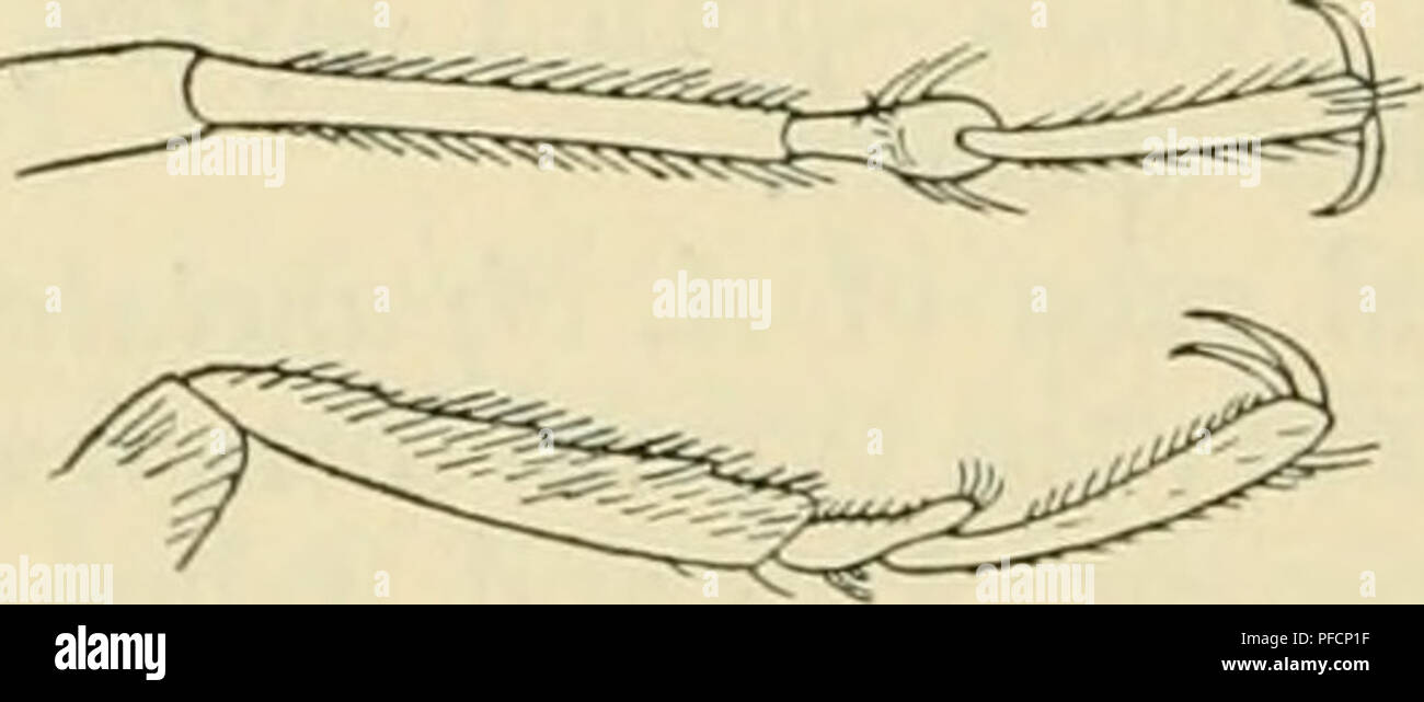 . Dermaptera (Earwigs). Forficulidae. 162 FOEFICrLLD^. bipunctafa, vav ...