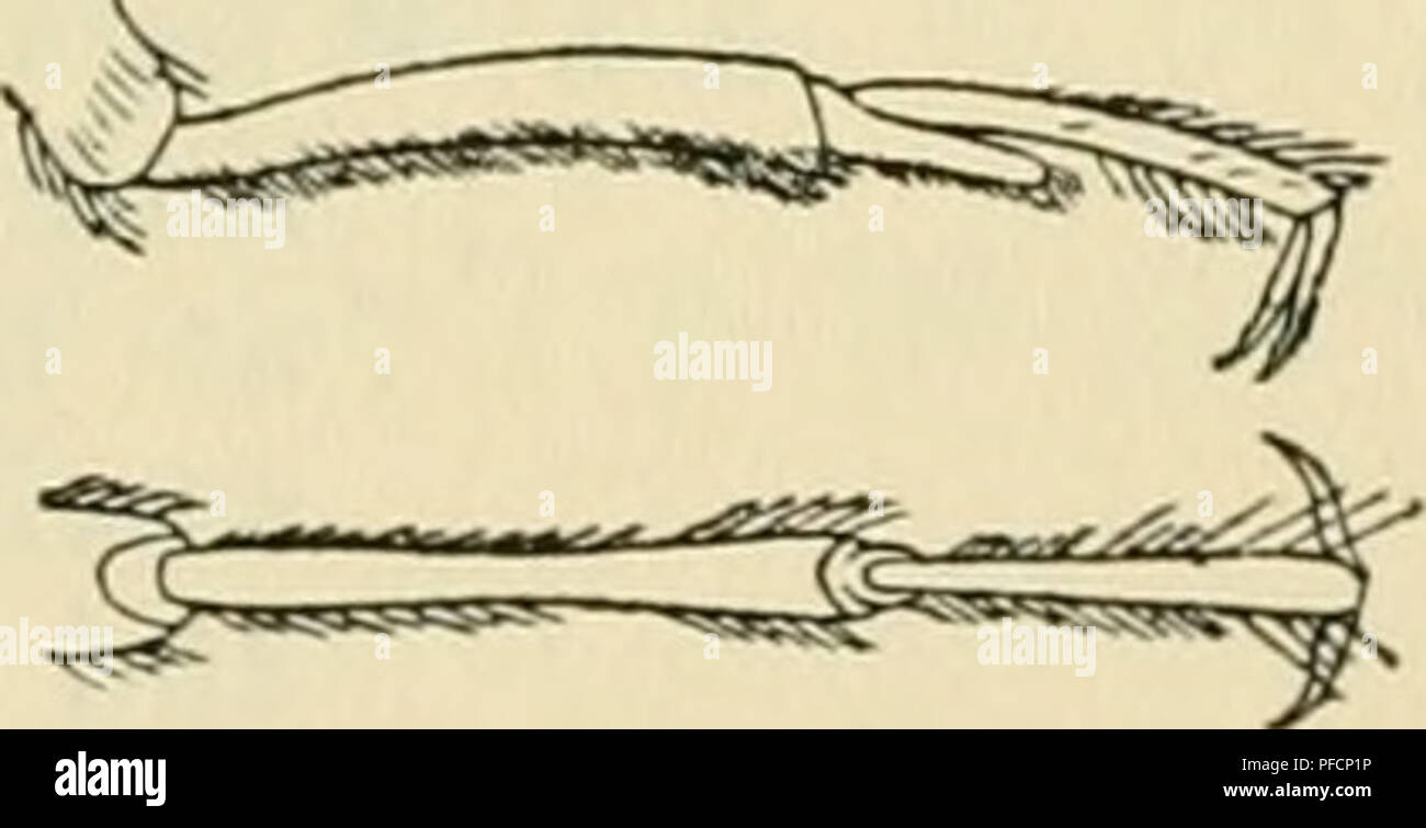 . Dermaptera (Earwigs). Forficulidae. FOBFICULIDiE. ]29 Family V ...