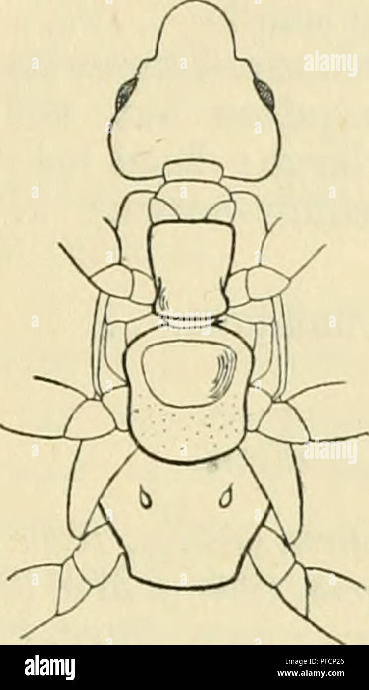 Male with long forceps hi-res stock photography and images - Alamy