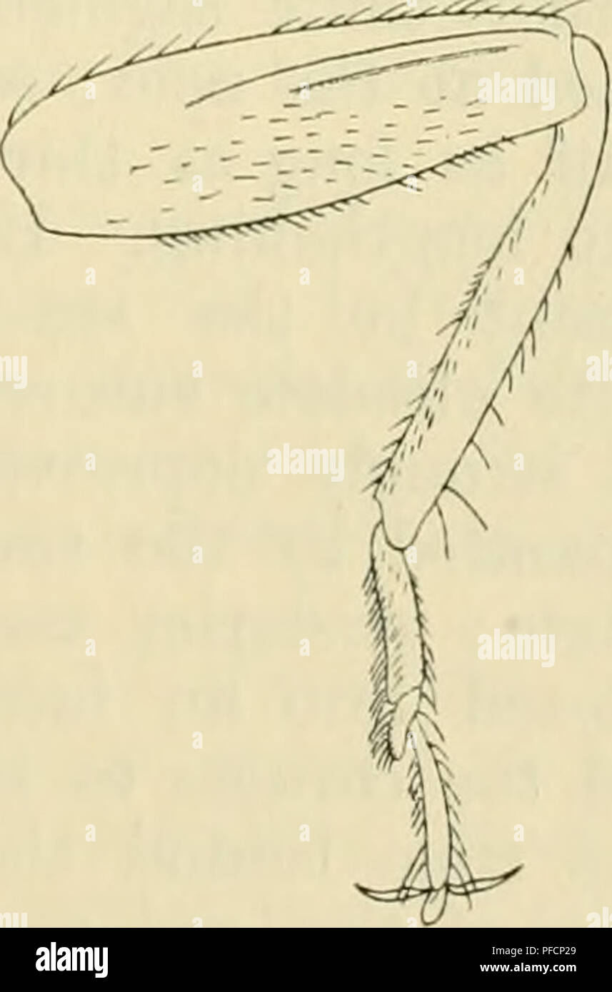 This illustration shows a close-up of an earwig, highlighting the ...