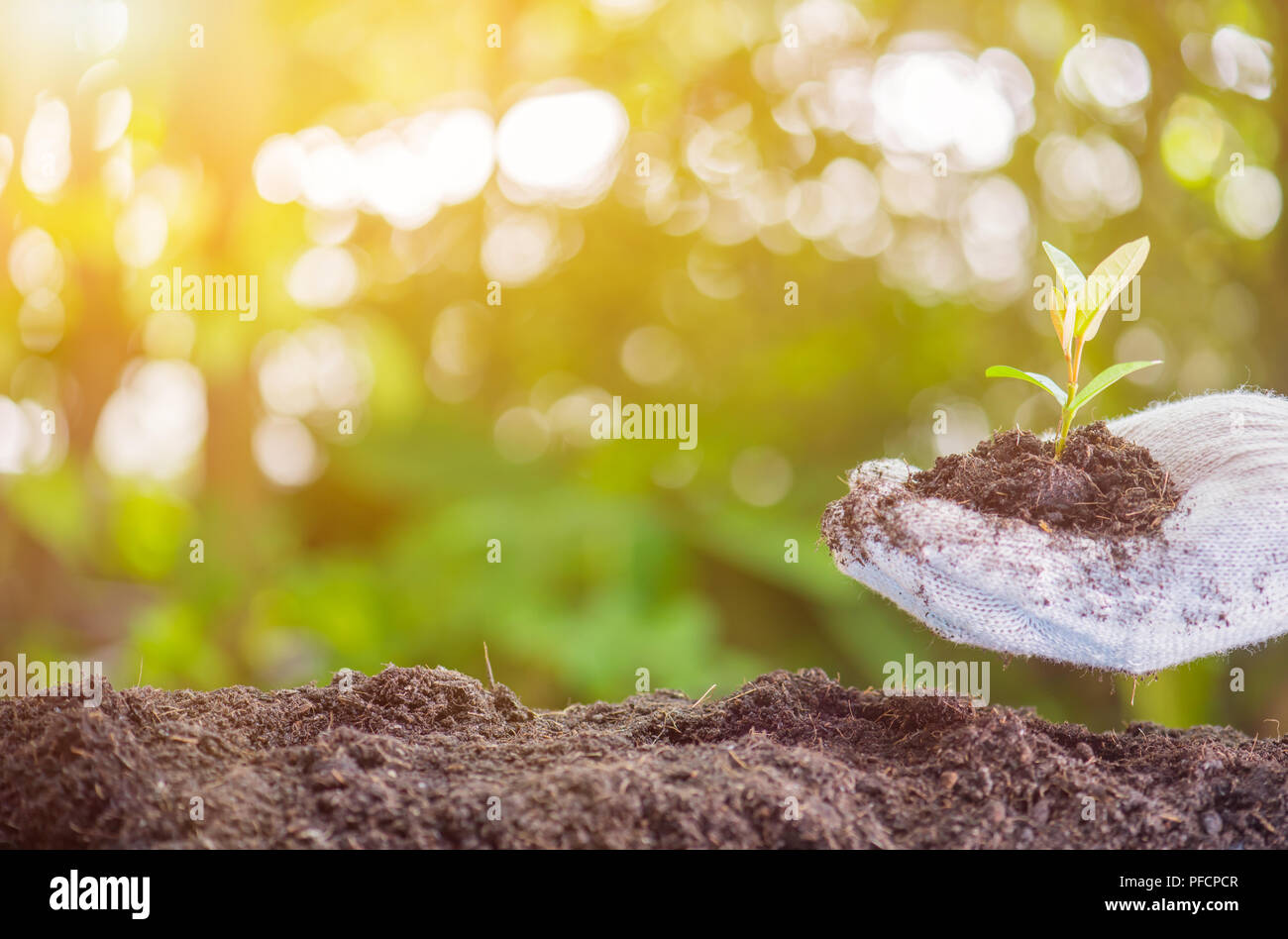 Small plant growing in the garden. Fresh start of the day. Save ...