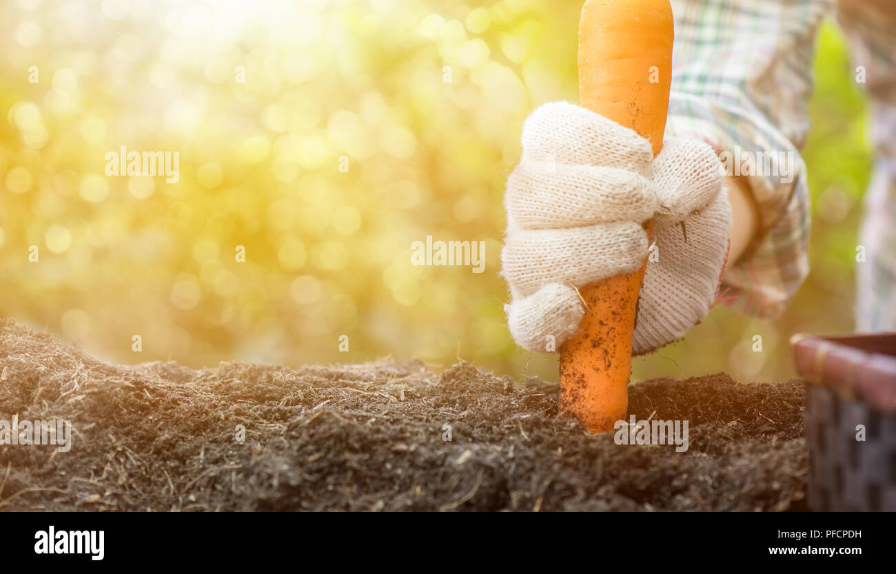 Fall harvest cornucopia. Autumn season with vegetable. Farmer picking ...