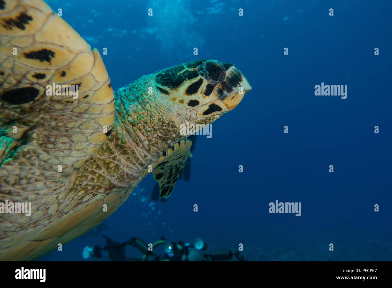 Hawksbill sea turtle in the Red Sea, dahab, blue lagoon sinai a.e Stock ...