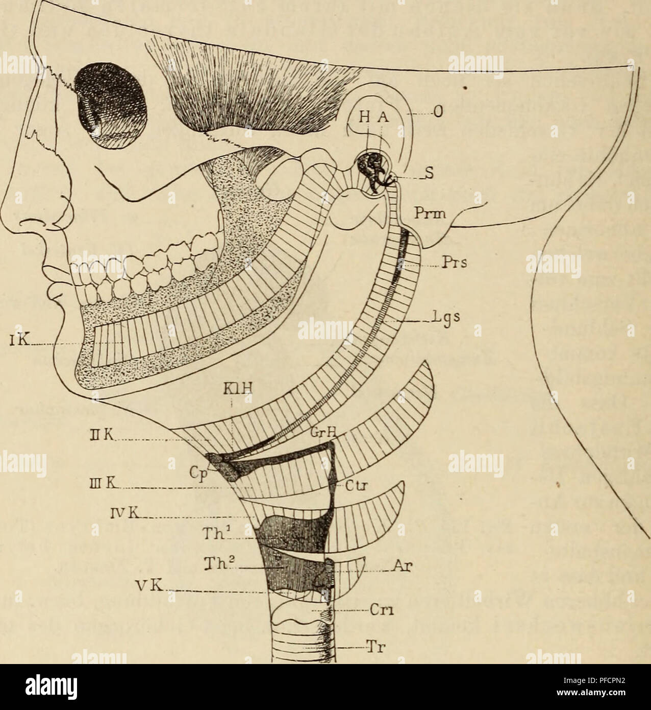 This anatomical text examines human evolution by studying the human ...