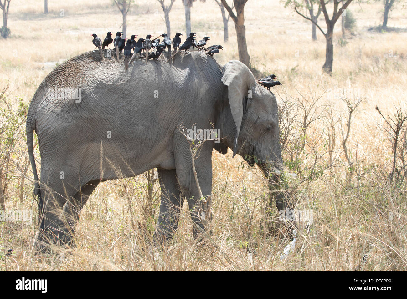 Birds of zanzibar hi-res stock photography and images - Alamy