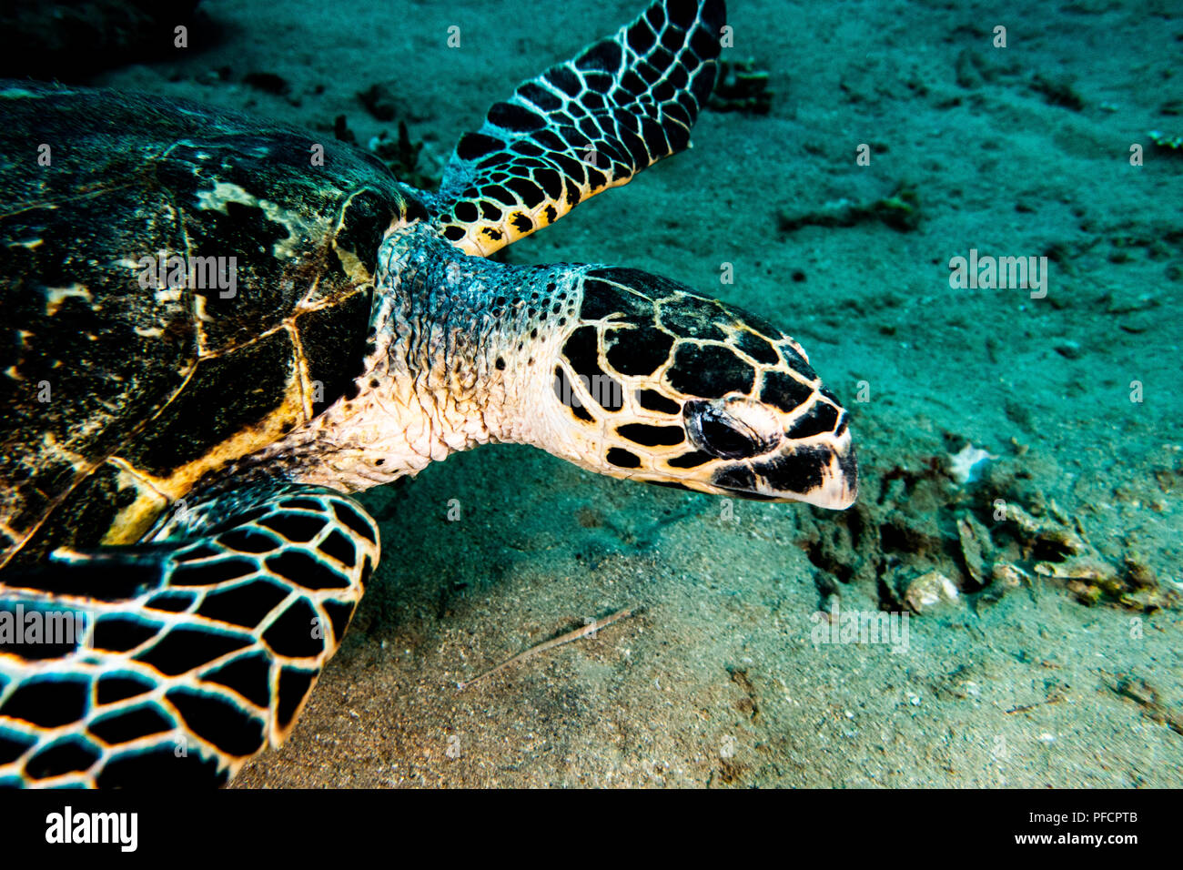 Hawksbill sea turtle in the Red Sea, dahab, blue lagoon sinai a.e Stock ...