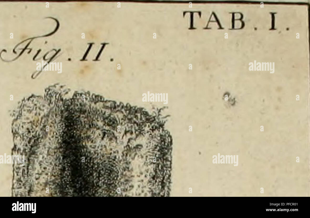 Antonio Scarpa's work 'De penitiori ossium structura commentarius' is a ...