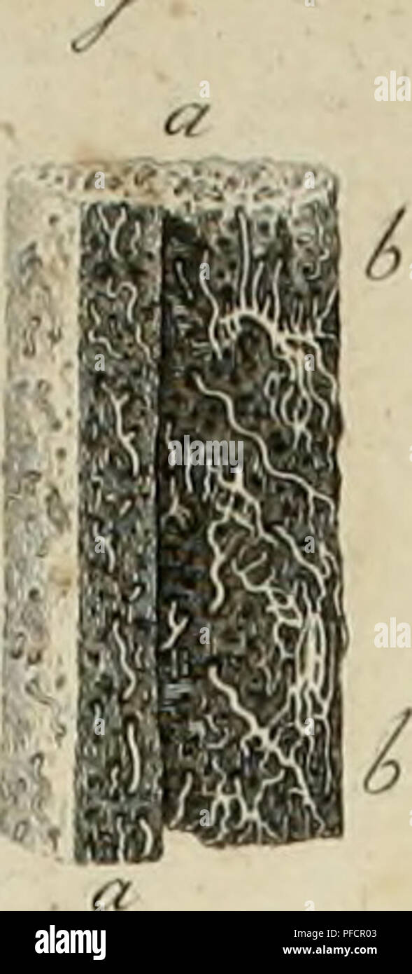 Antonio Scarpa's work provides an in-depth study of bone structure and ...