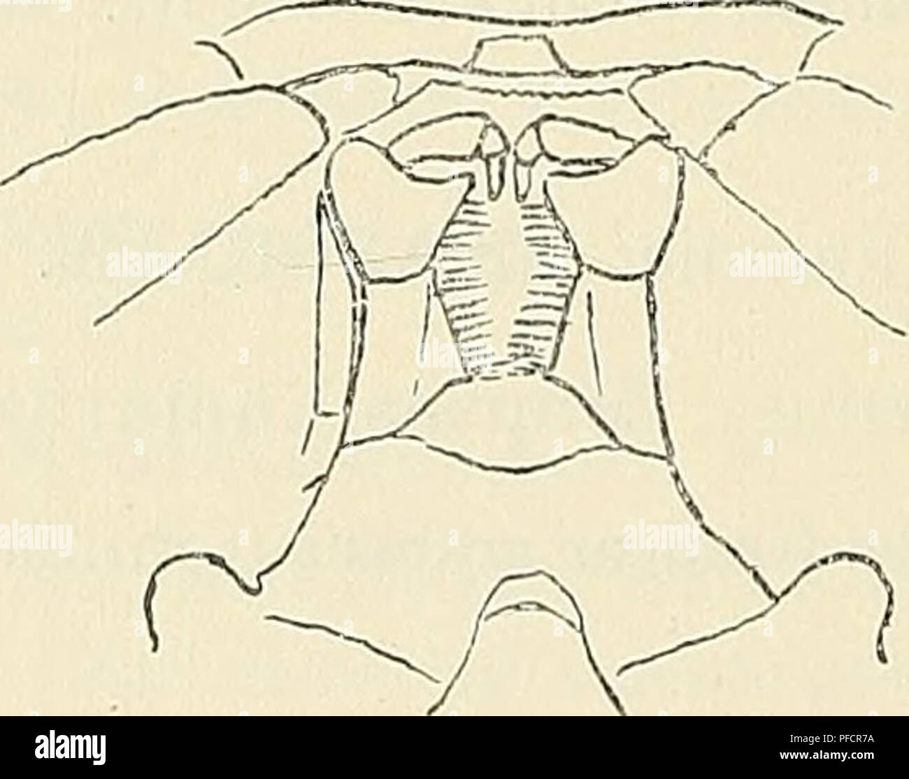 This publication presents the study of the crab species Grapsus ...