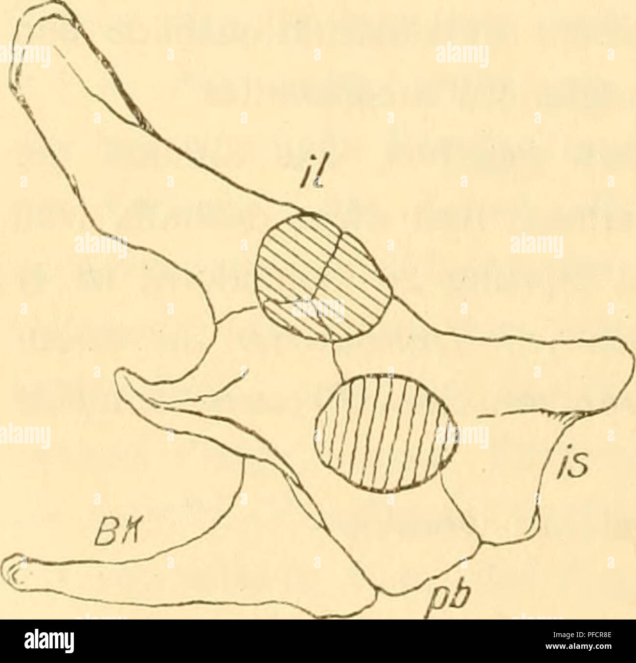 Fossil formation diagram hi-res stock photography and images - Alamy