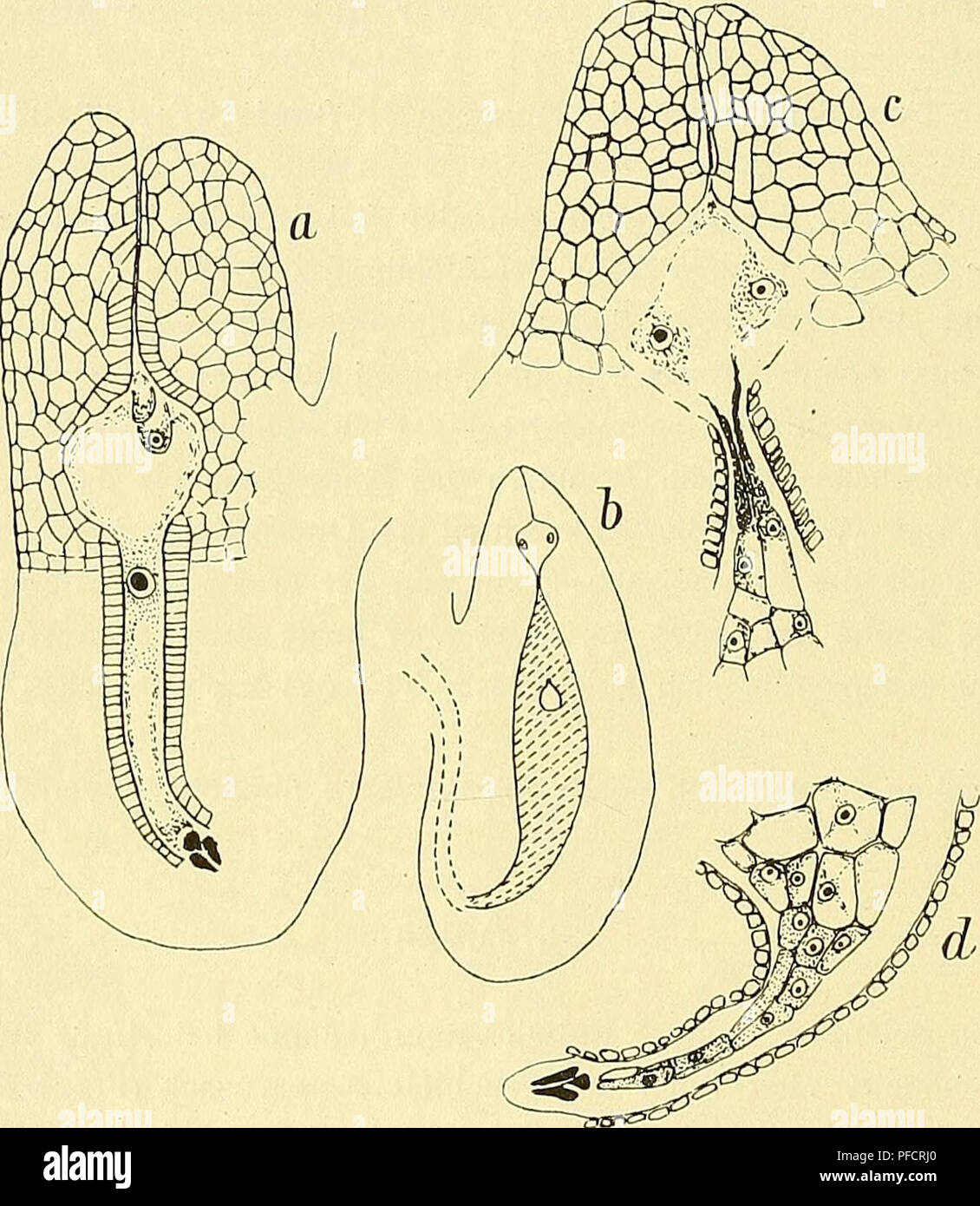 This paper discusses the developmental stages of the embryo sac in ...