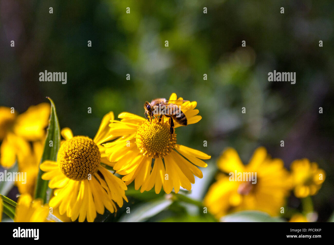 yellow busy bee Stock Photo - Alamy