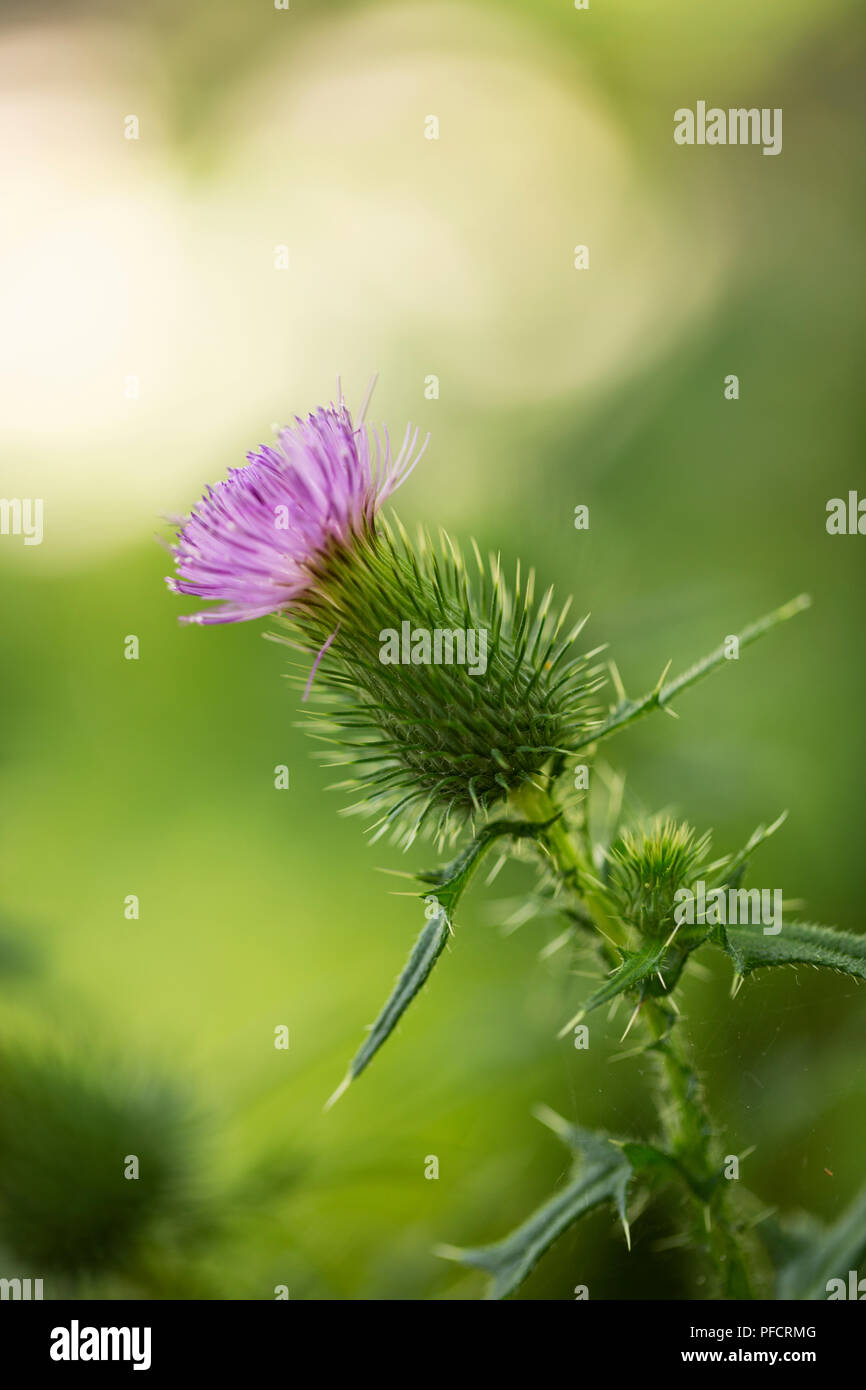 Bull thistle (Cirsium vulgare), also known as spear thistle or common ...