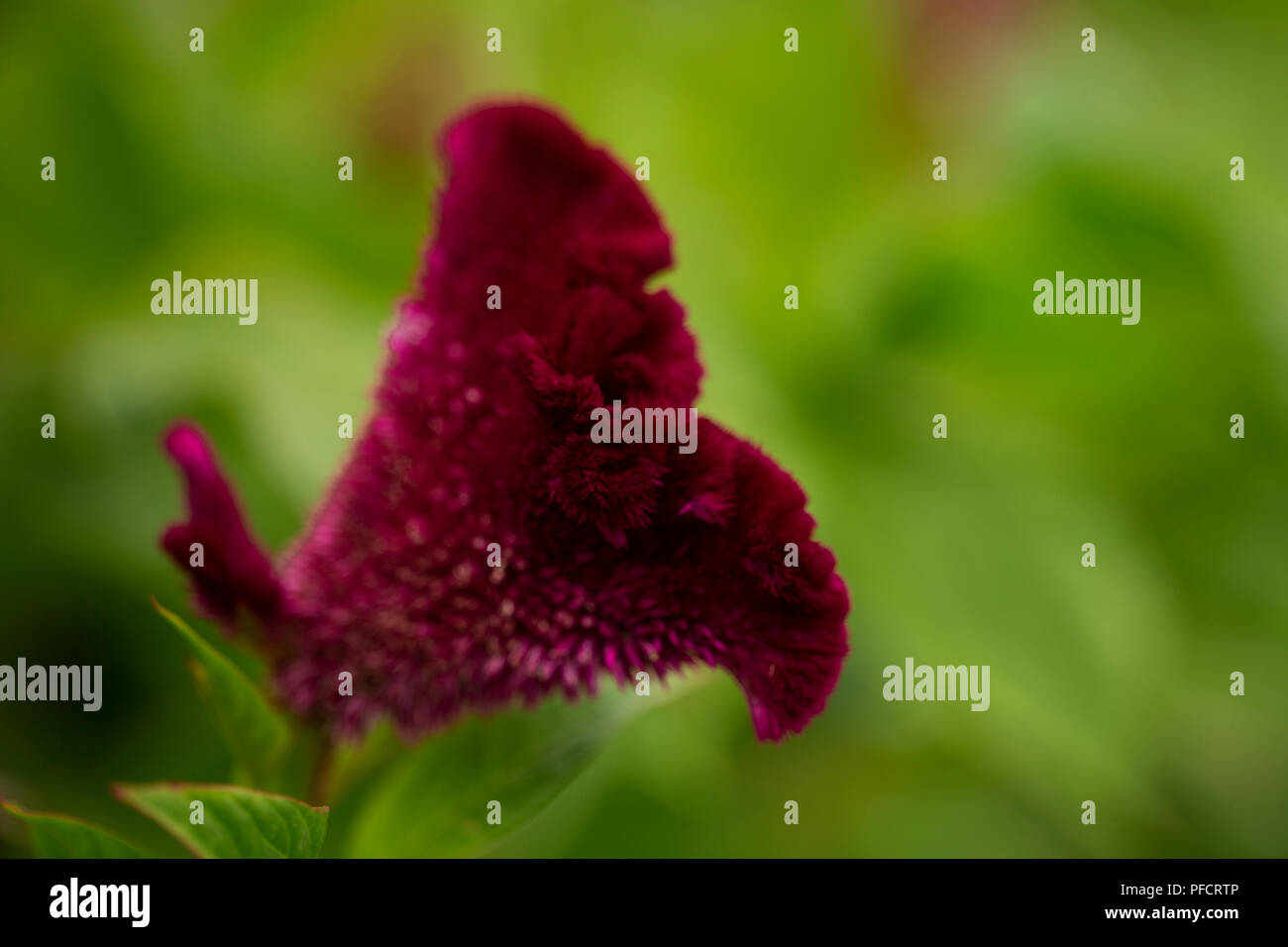 Pink coxcomb (Celosia) growing in a summer garden Stock Photo - Alamy