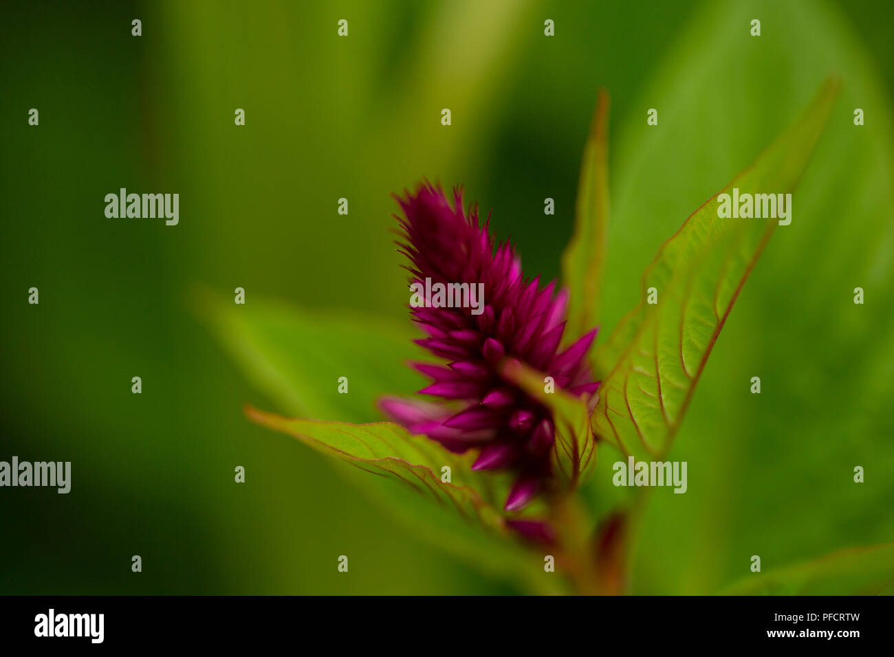 Celosia flower exotic celosia hi-res stock photography and images - Alamy