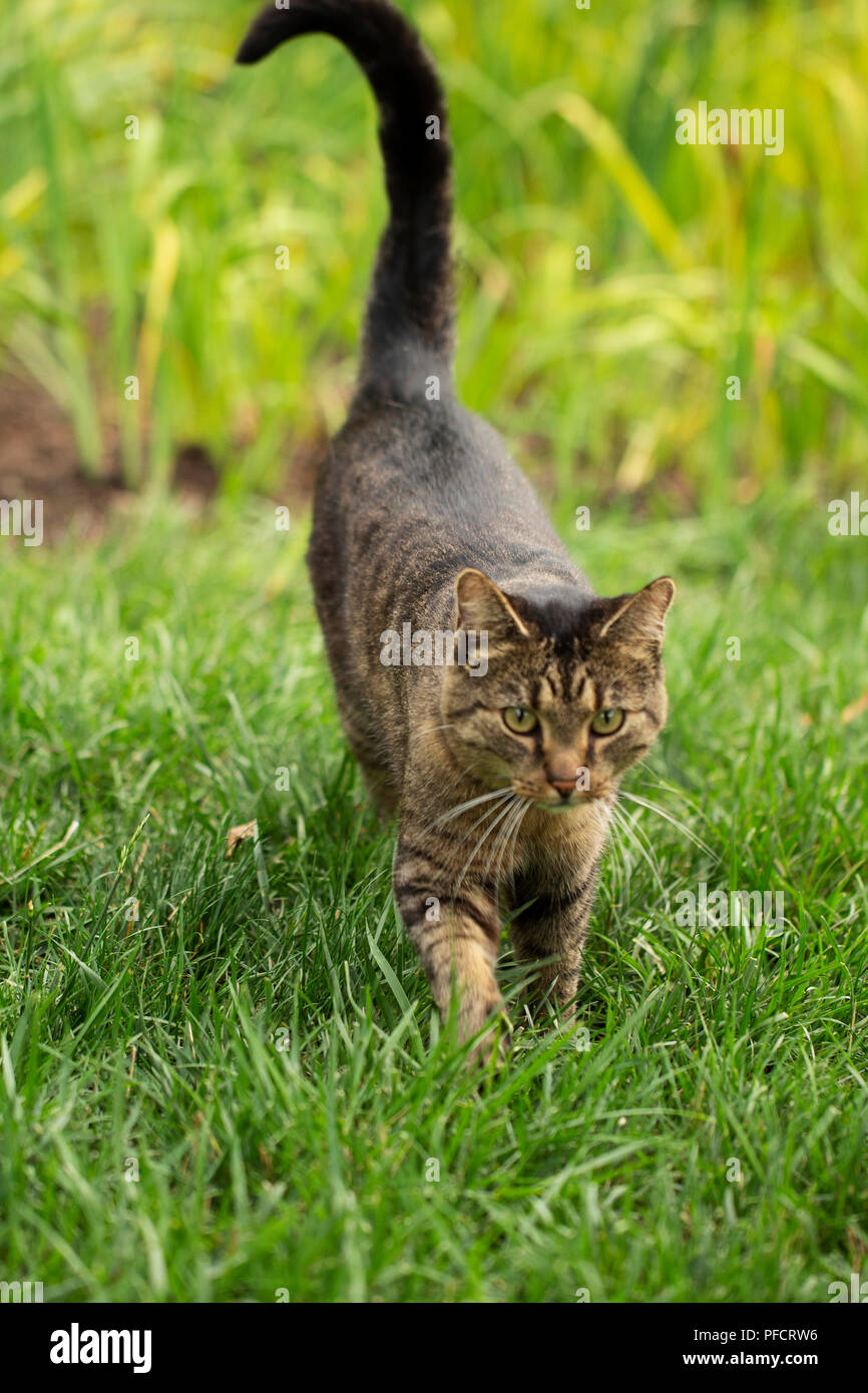 Tabby cat walking hi-res stock photography and images - Alamy