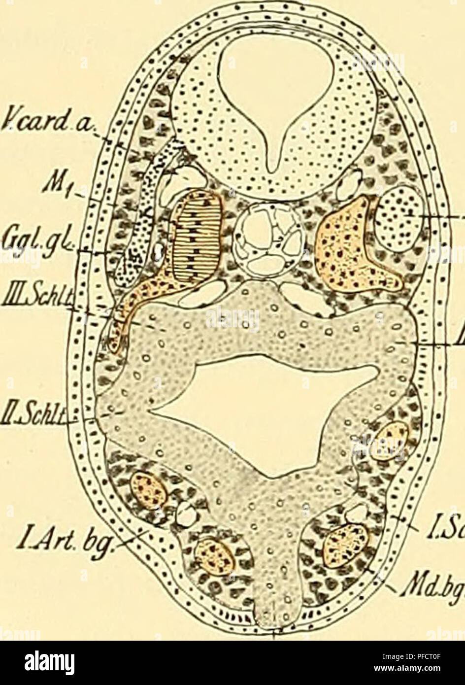 This work discusses the study of mesodermal cells and their role in the ...