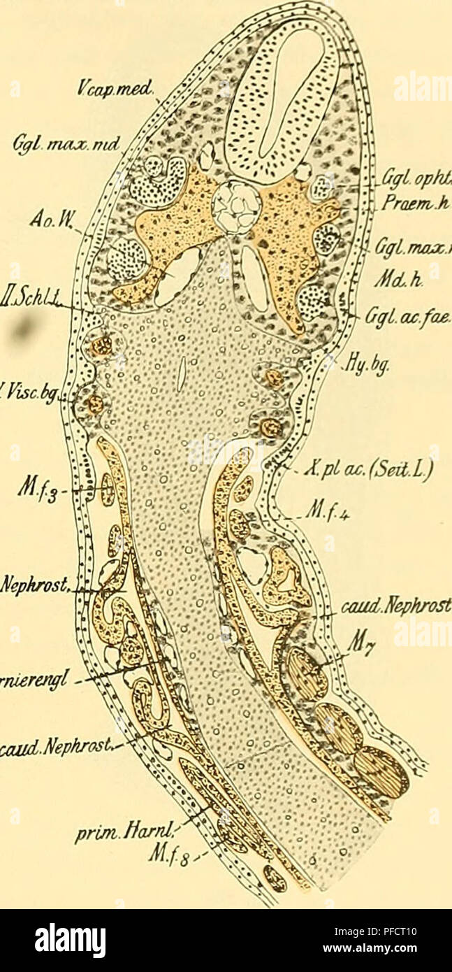 This study from 'Denkschriften' outlines the development of the head and circulatory system in ...