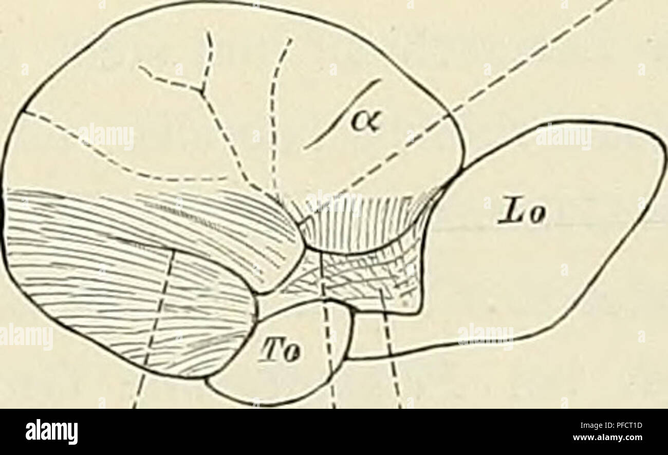 This medical and natural history illustration depicts the brain anatomy ...