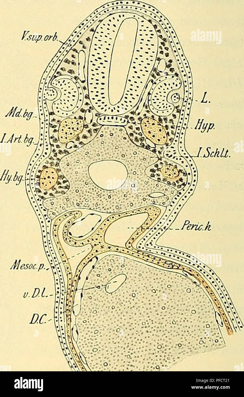 Understanding human heart anatomy hi-res stock photography and images ...