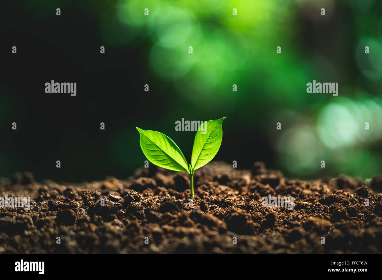 tree in neutral background Close-Up Of Fresh Green Plan Stock Photo - Alamy
