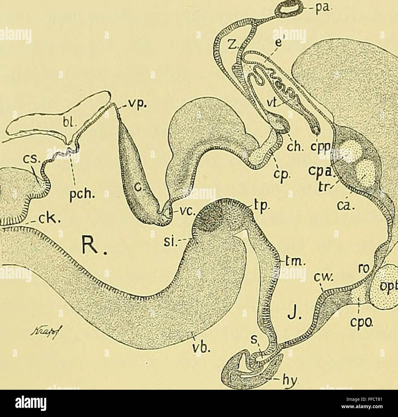 This paper focuses on the central nervous system of monotremes and ...