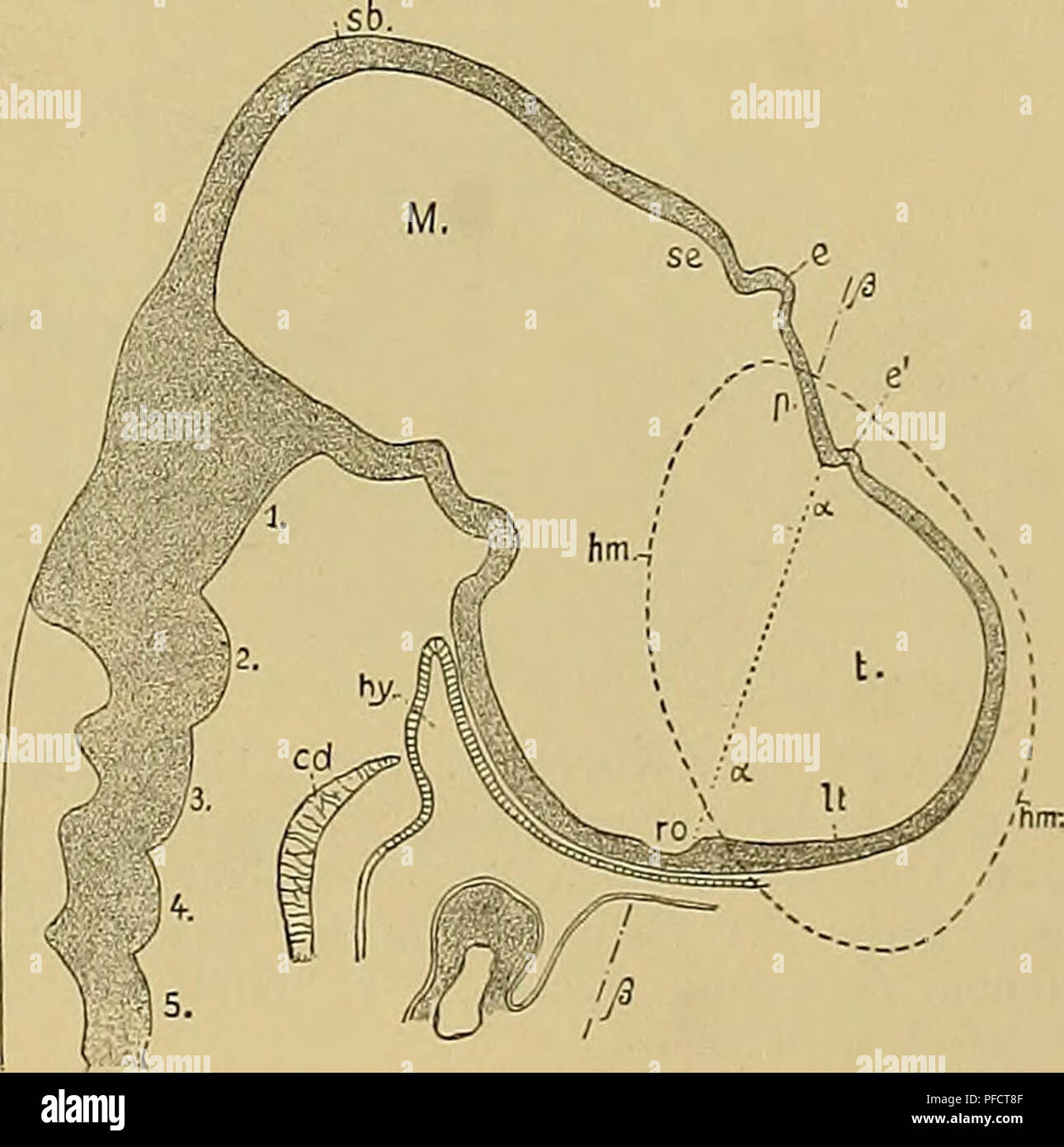 This scientific paper from the Jena Medical-Natural Sciences Society ...