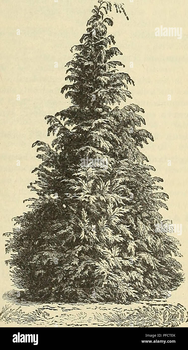 This catalog entry describes *Picea excelsa inverta* (Weeping Spruce ...