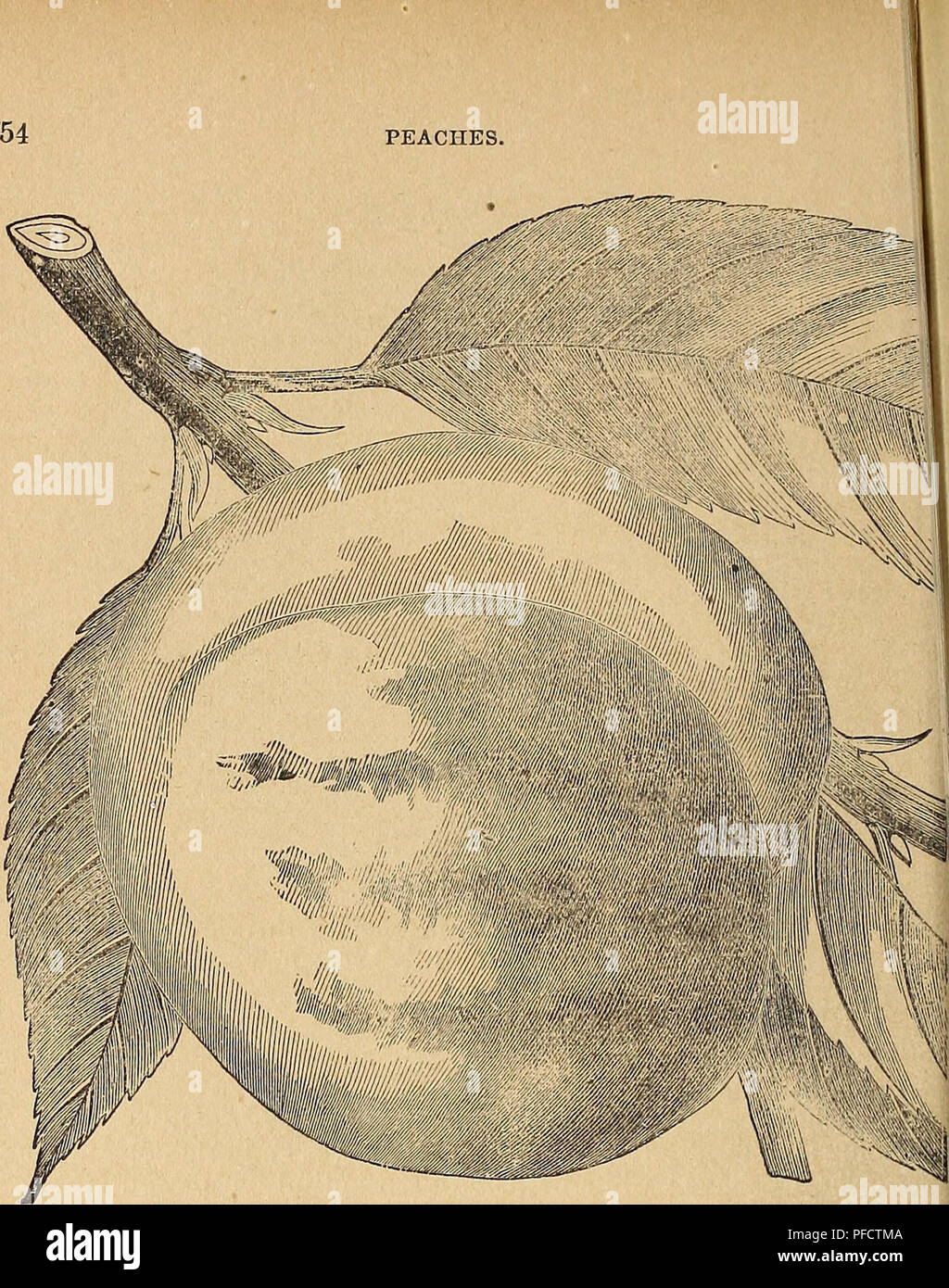 . Descriptive catalogue of fruit, shade, and ornamental trees, roses ...