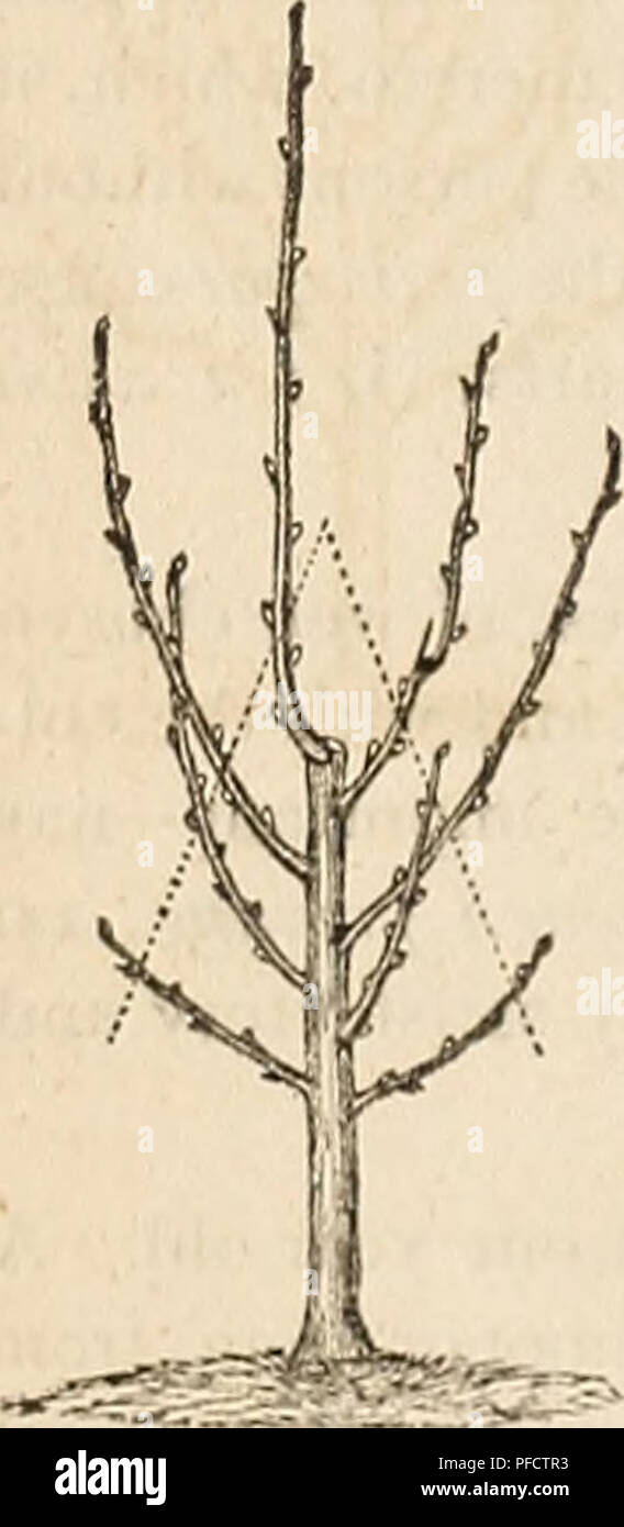 Two uppermost branches hi-res stock photography and images - Alamy