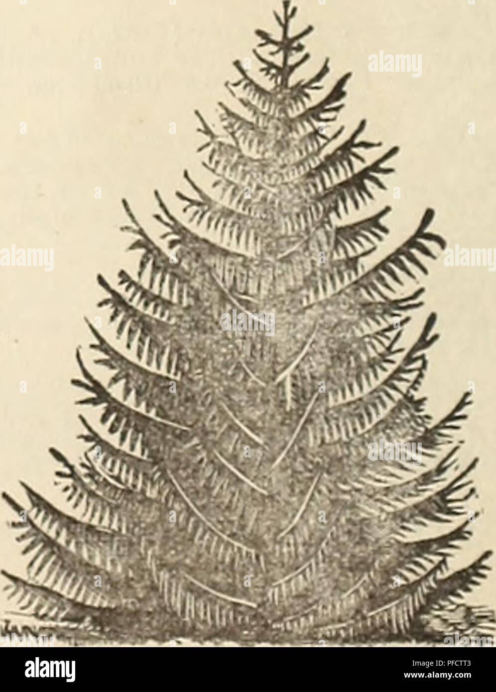 The catalogue from the Reading Nursery provides detailed descriptions ...