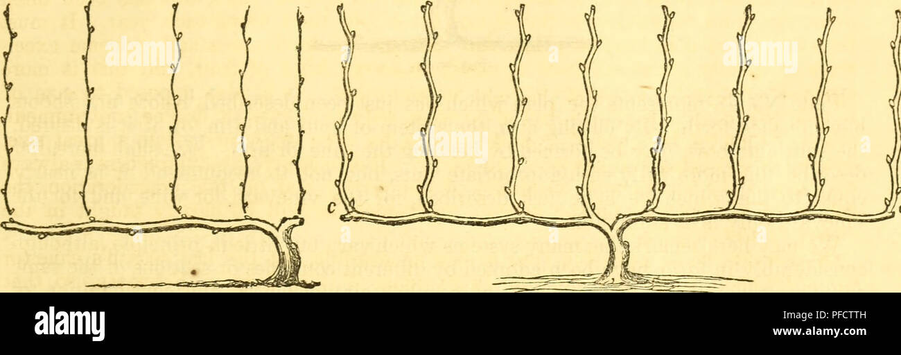 . Descriptive catalogue of Iona vines with wholesale and retail price ...