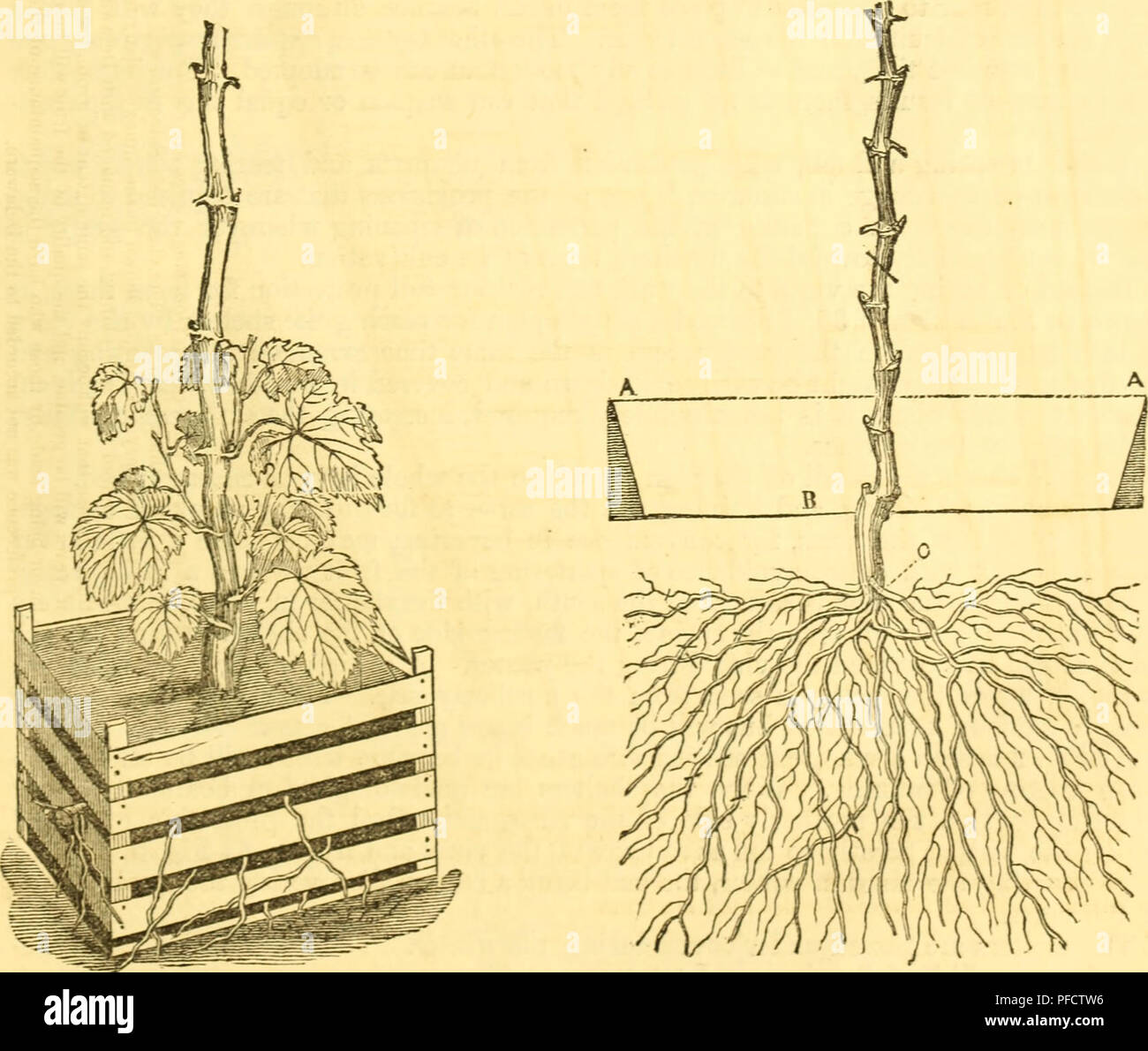 Vine training system hi-res stock photography and images - Alamy