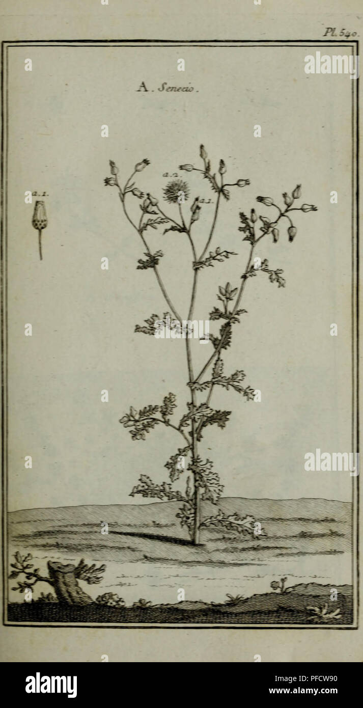 Botanical descriptions alongside hi-res stock photography and images ...