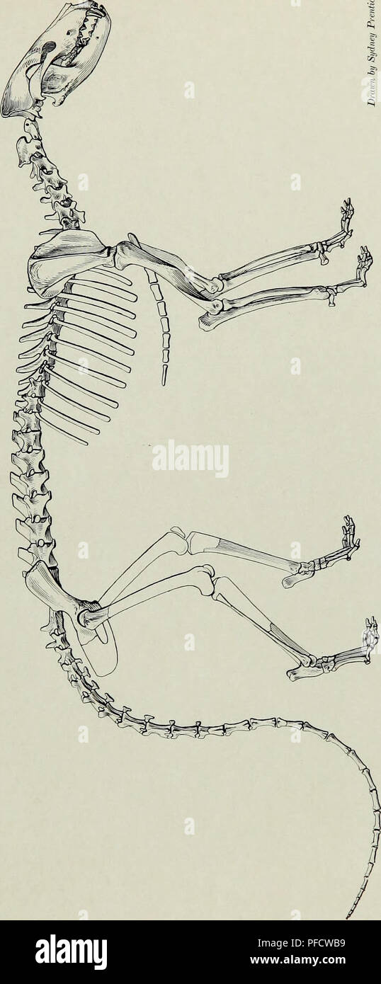 This paleontological description introduces new fossil carnivores ...