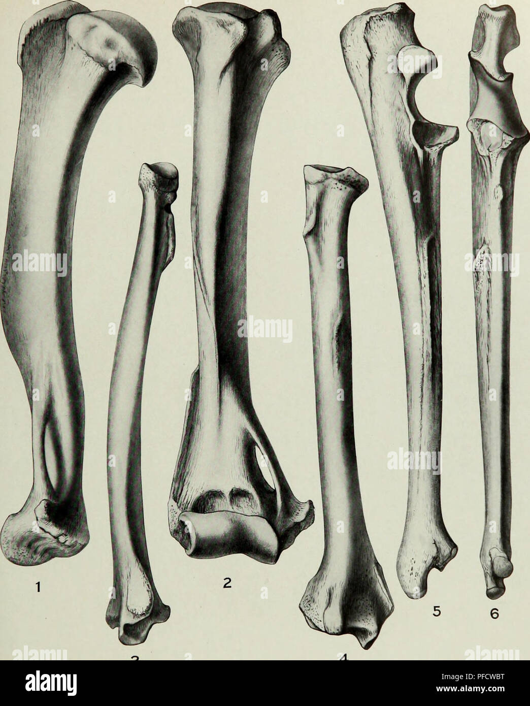 Humerus fossil hi-res stock photography and images - Alamy