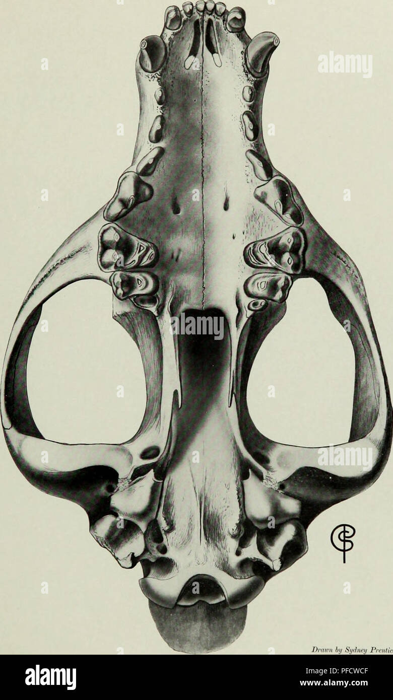 This paleontological study from the Carnegie Museum describes new ...