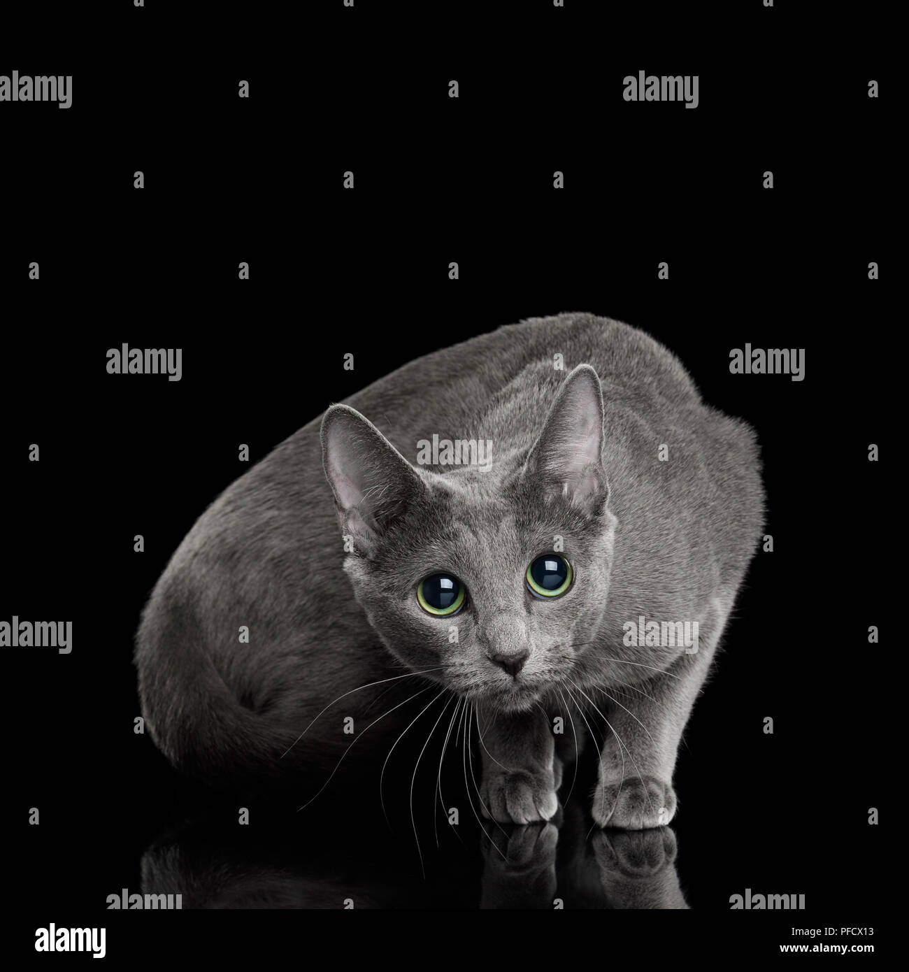 Crouching Russian blue Cat Sitting, and Looks scared on Isolated Black ...