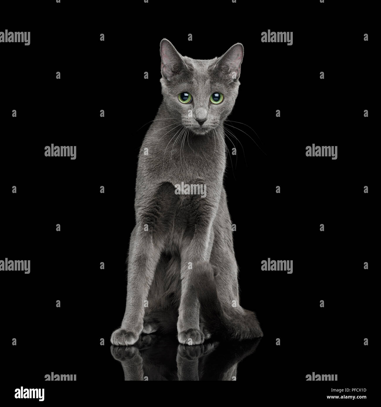 Russian blue Cat Sitting, and Looks sad on Isolated Black Background ...