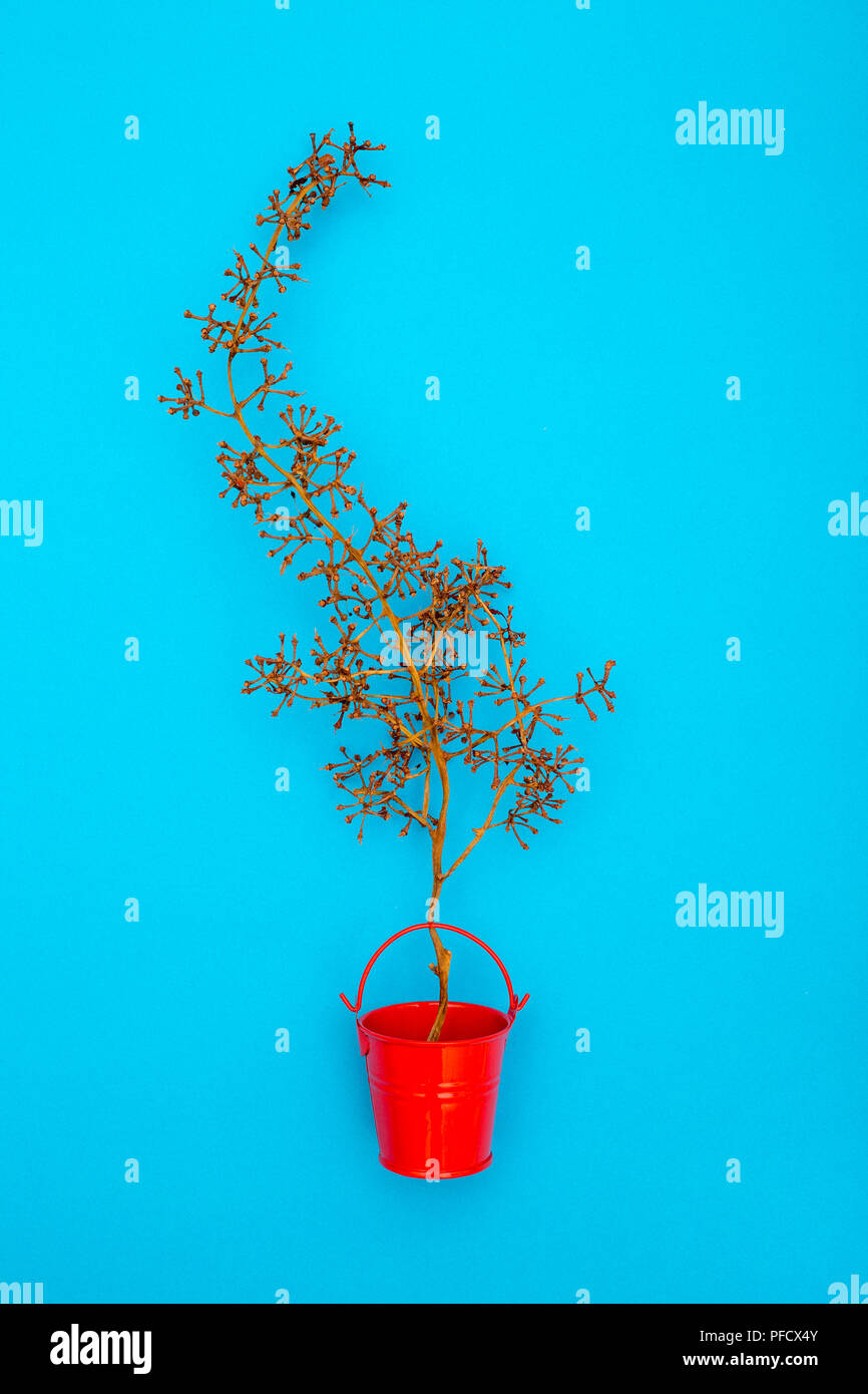 Still Life with an empty grape branch in a red bucket Stock Photo - Alamy